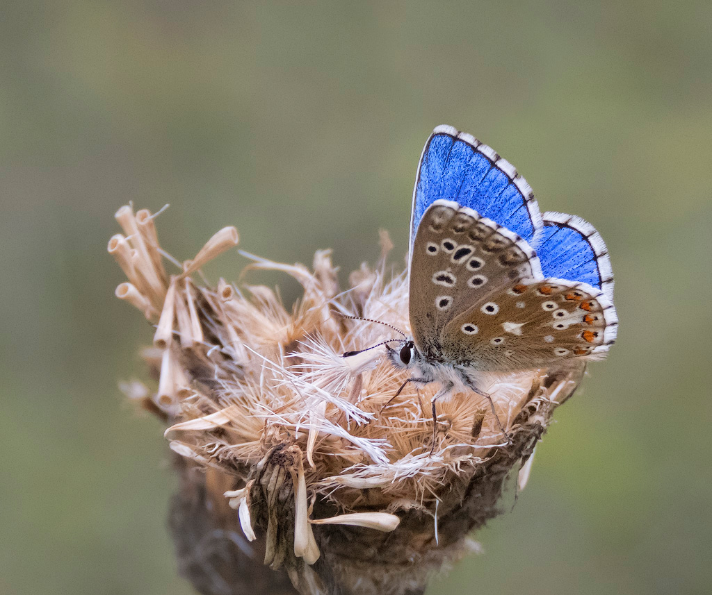 Adonis blue – elements