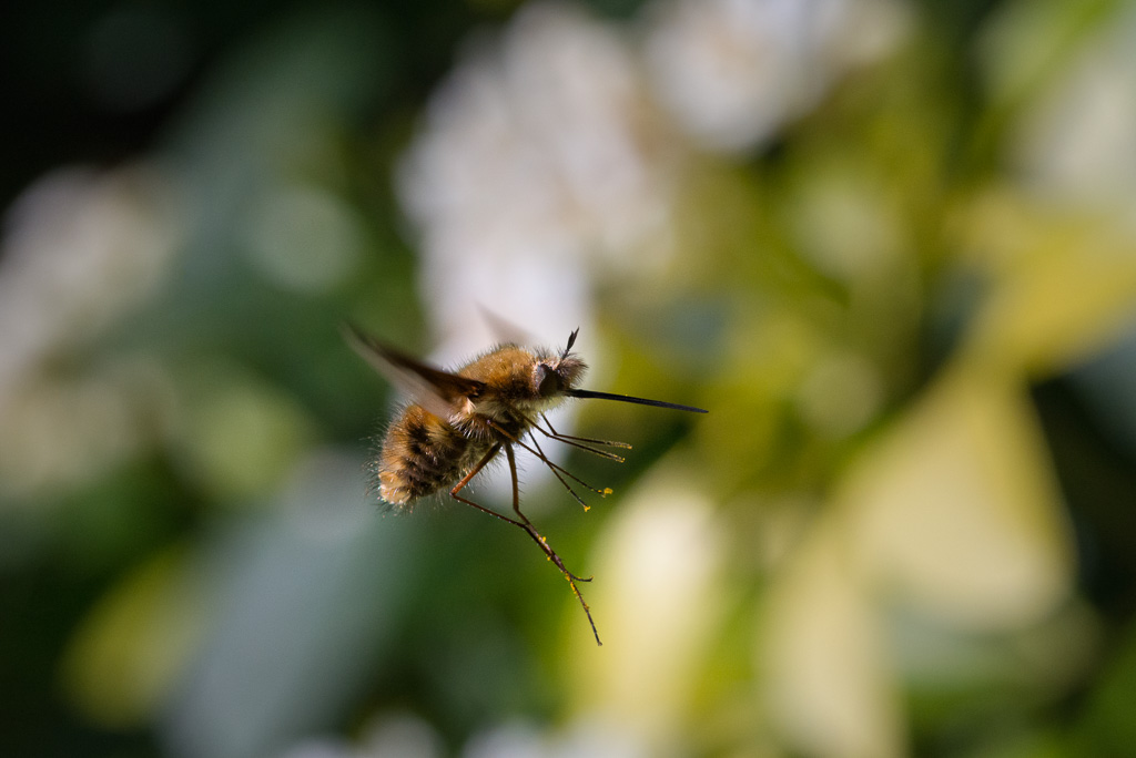 Bee fly in flight – elements