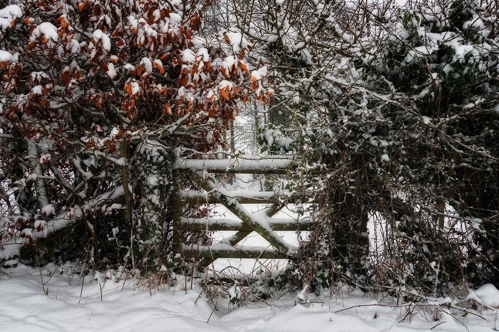 Secret winter garden – elements