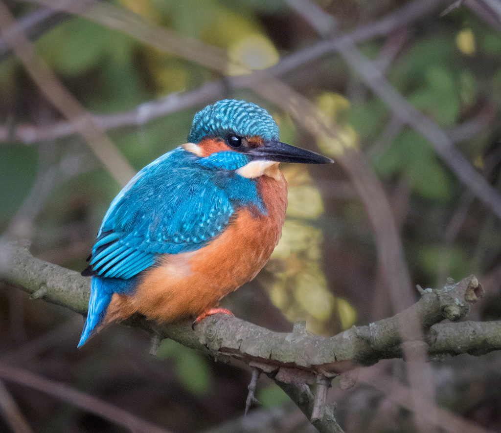 A new kingfisher – elements
